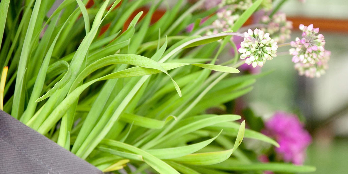 What to Grow in The Green Pockets Hanging Planters — Gingerbread World